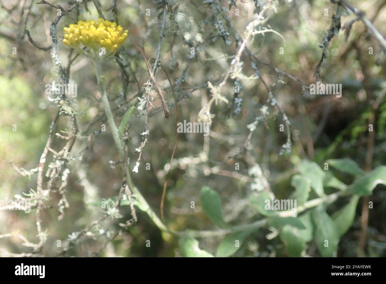 Kooigoed Everlasting (Helichrysum odoratissimum) Plantae Stock Photo ...