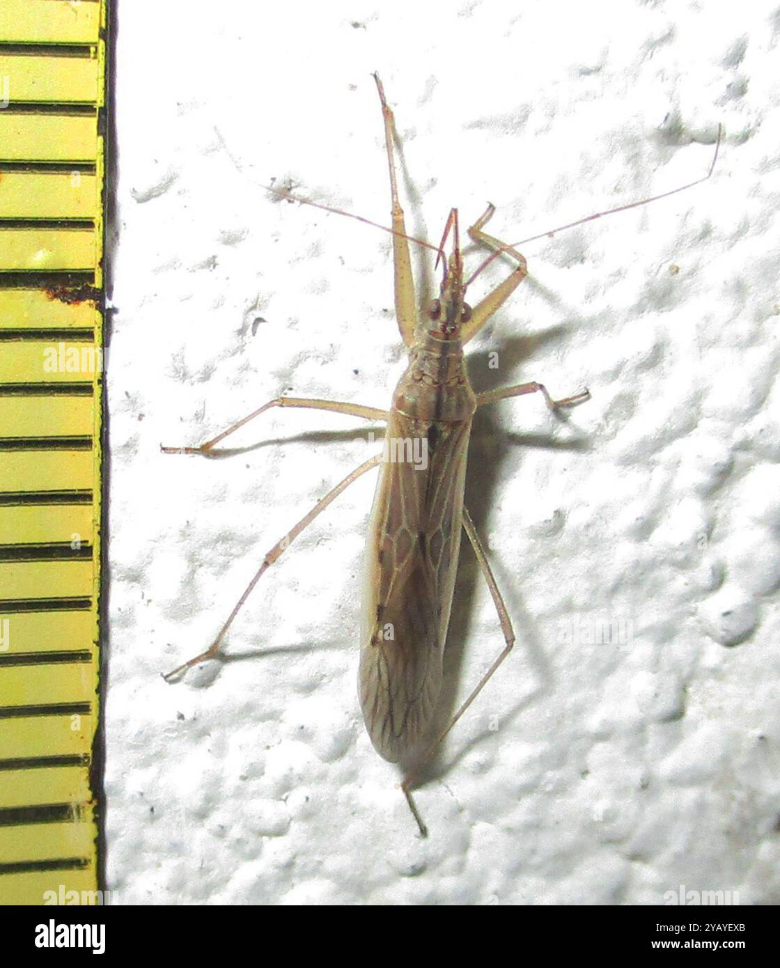 Pale Damsel Bug (Nabis capsiformis) Insecta Stock Photo - Alamy