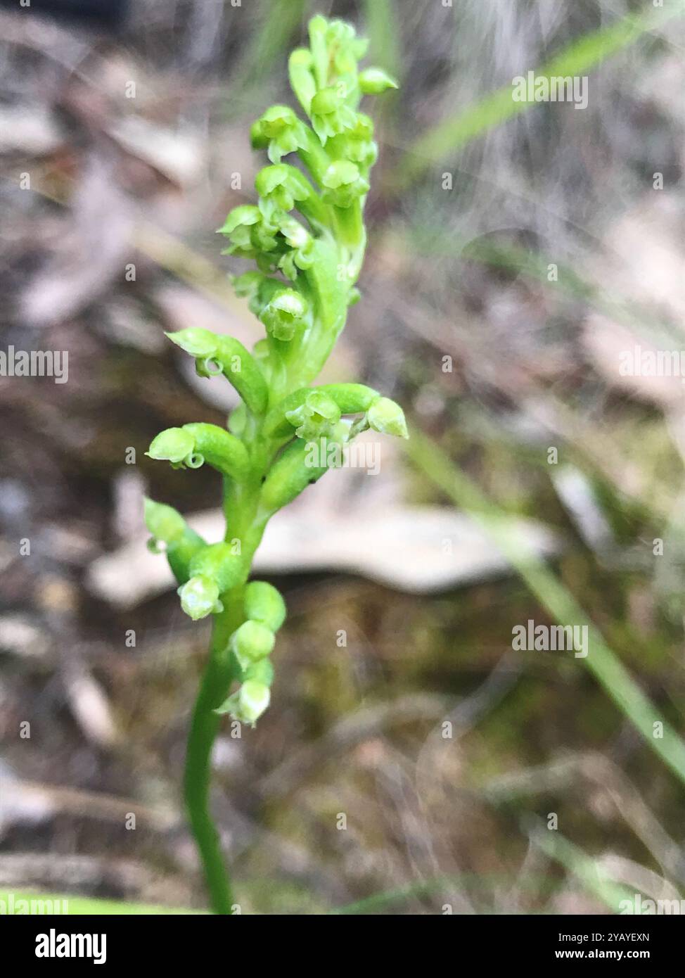 common onion-orchid (Microtis unifolia) Plantae Stock Photo - Alamy