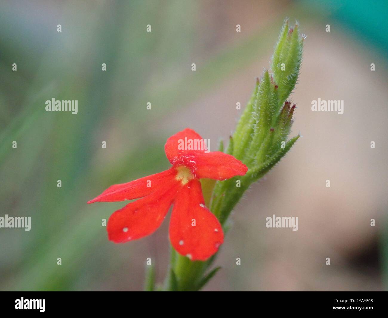 Striga asiatica hi-res stock photography and images - Alamy