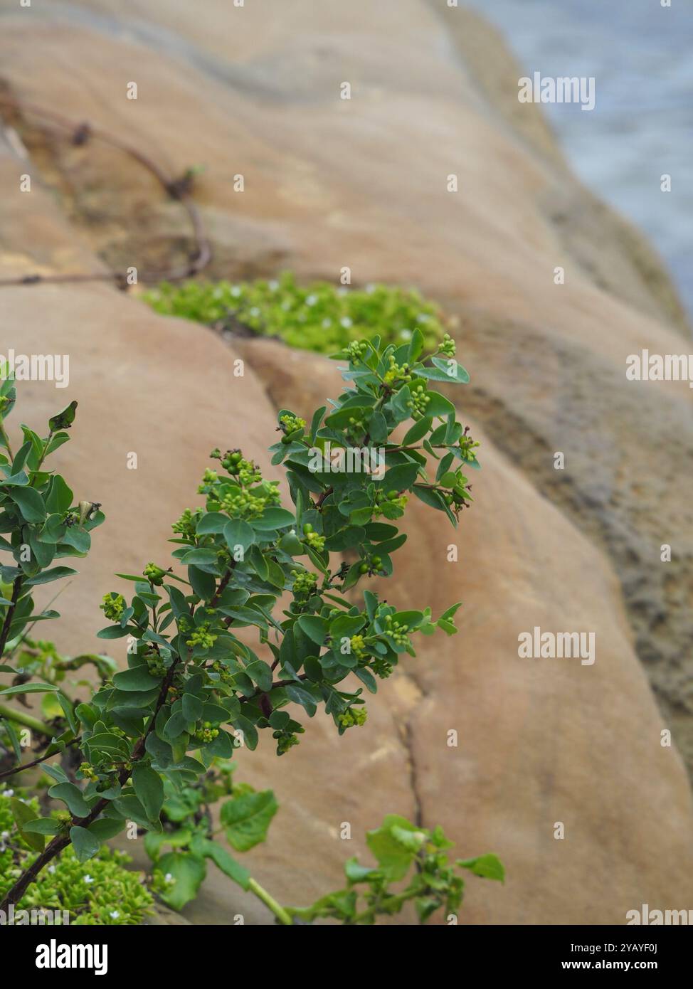 Bootlace Plant (Wikstroemia indica) Plantae Stock Photo - Alamy