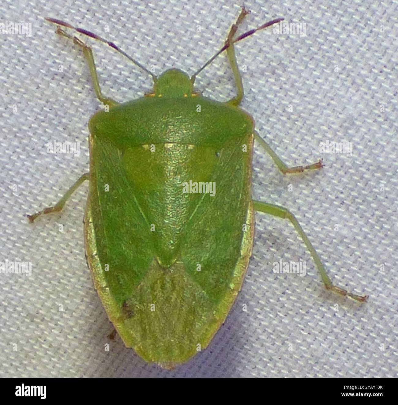 Southern Green Stink Bug (Nezara viridula) Insecta Stock Photo - Alamy