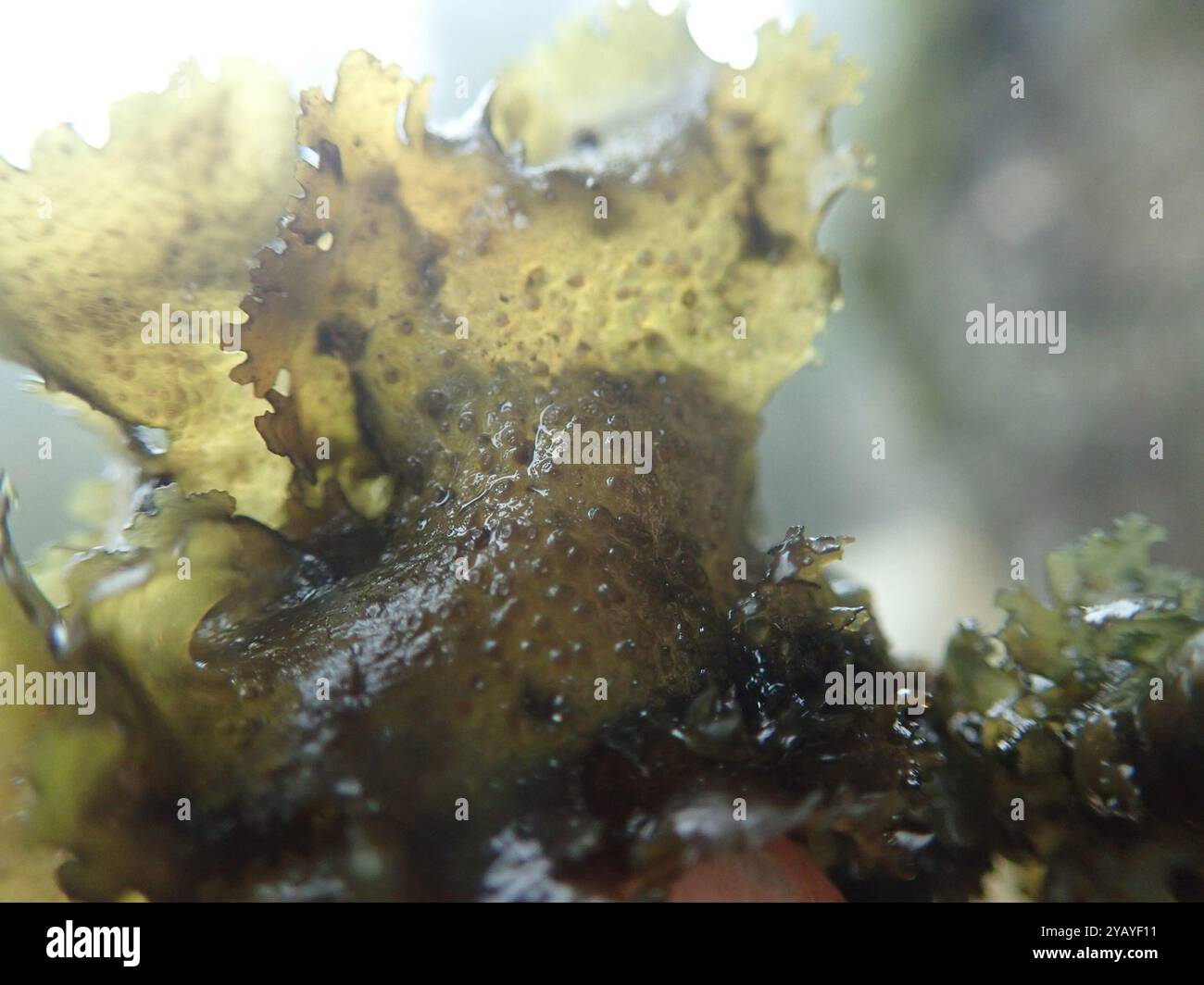 Batwing Vinyl Lichen (Scytinium platynum) Fungi Stock Photo - Alamy