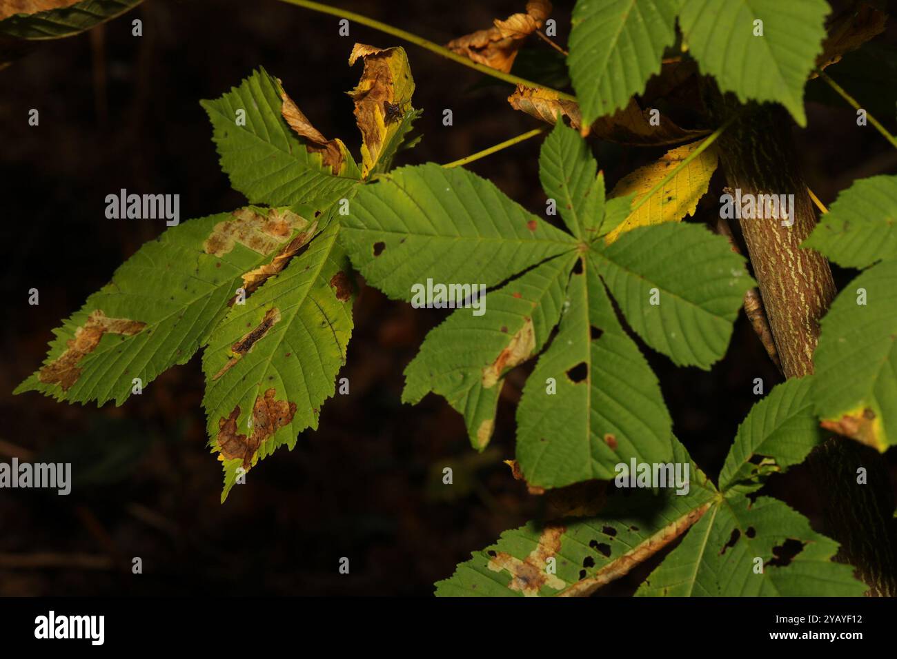 horse-chestnut (Aesculus hippocastanum) Plantae Stock Photo - Alamy