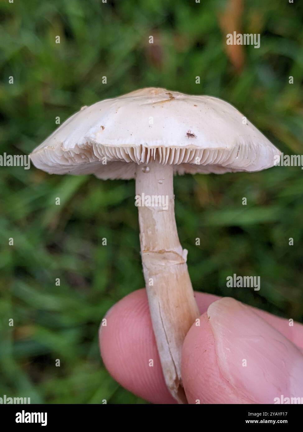 White Dapperling (Leucoagaricus leucothites) Fungi Stock Photo - Alamy