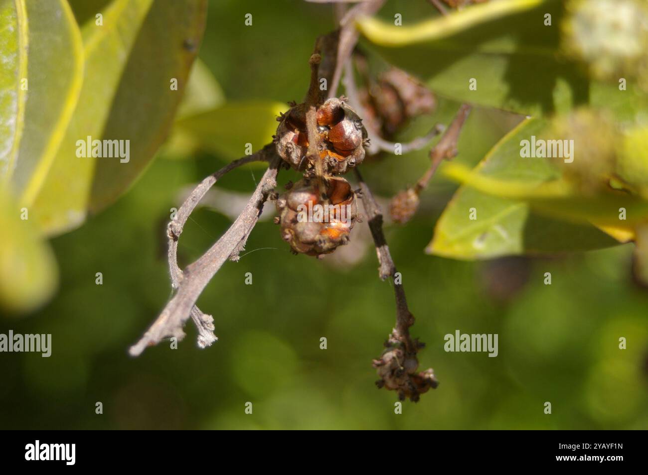 Green Buttonwood (Conocarpus erectus) Plantae Stock Photo - Alamy