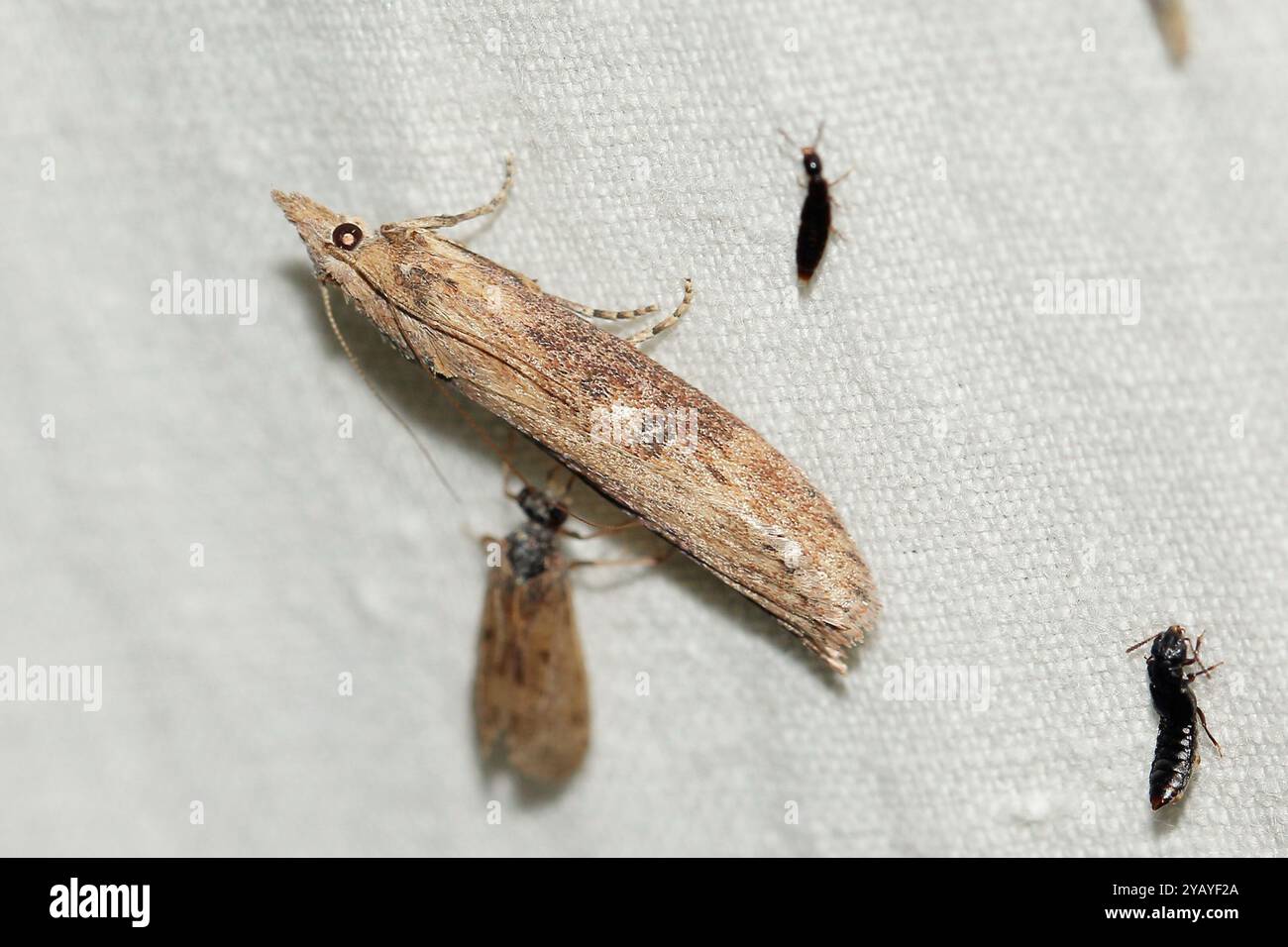Twin-spot Honey (Lamoria zelleri) Insecta Stock Photo - Alamy
