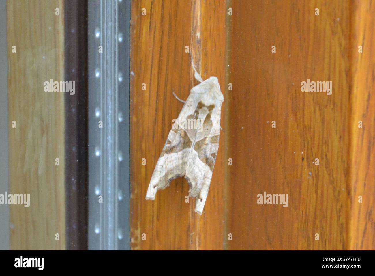 Angle Shades (Phlogophora meticulosa) Insecta Stock Photo - Alamy