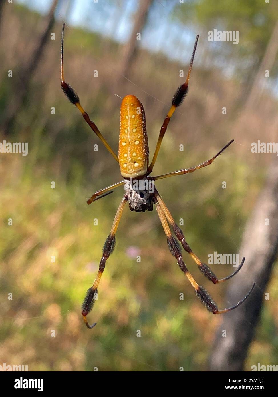 Golden Silk Spider (Trichonephila clavipes) Arachnida Stock Photo - Alamy