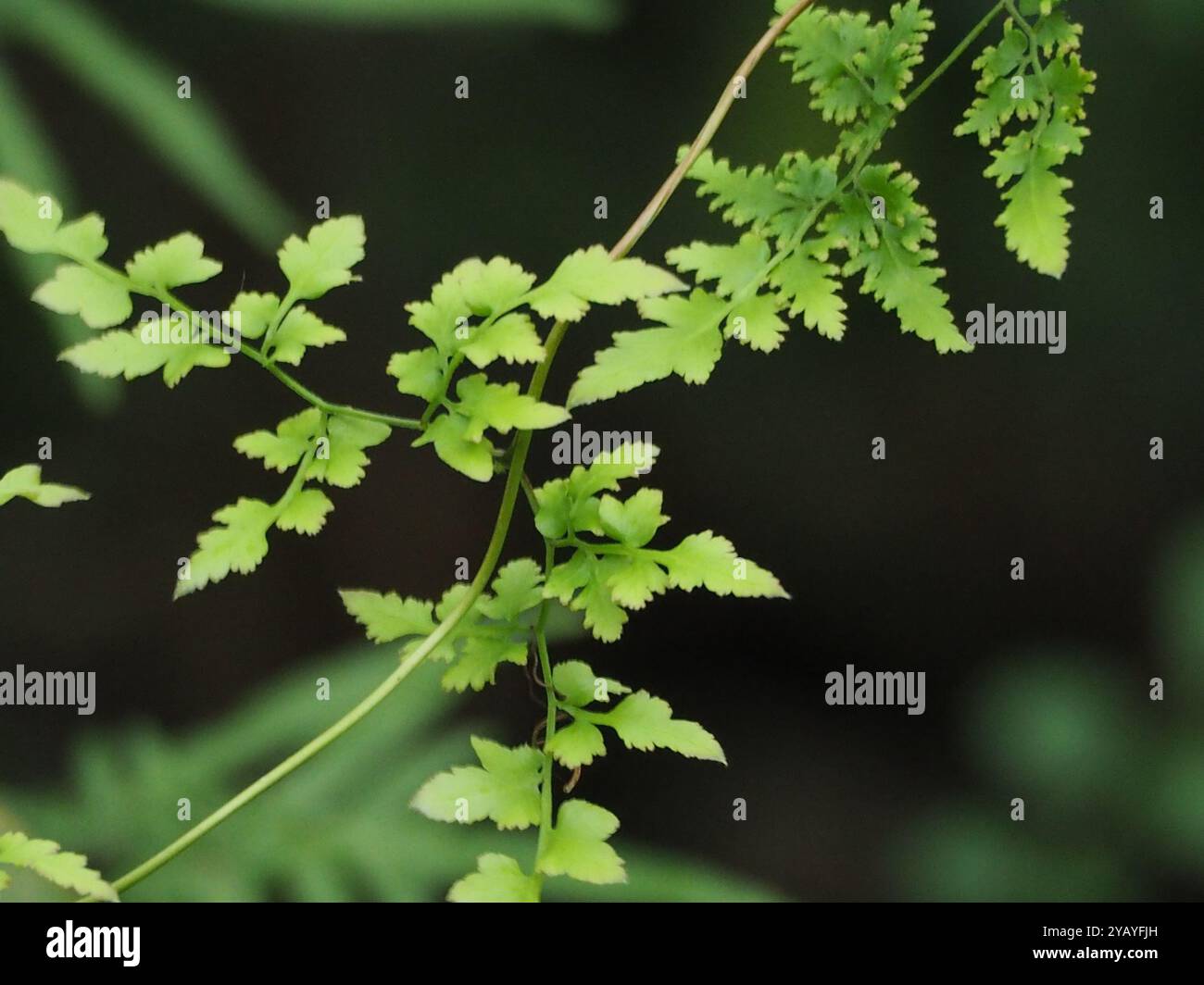 Japanese climbing fern (Lygodium japonicum) Plantae Stock Photo - Alamy