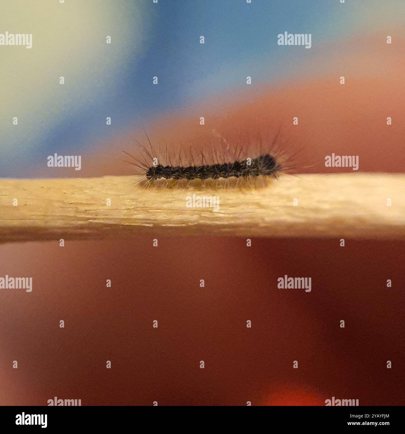 Common Anthelid Moth (Anthela acuta) Insecta Stock Photo - Alamy
