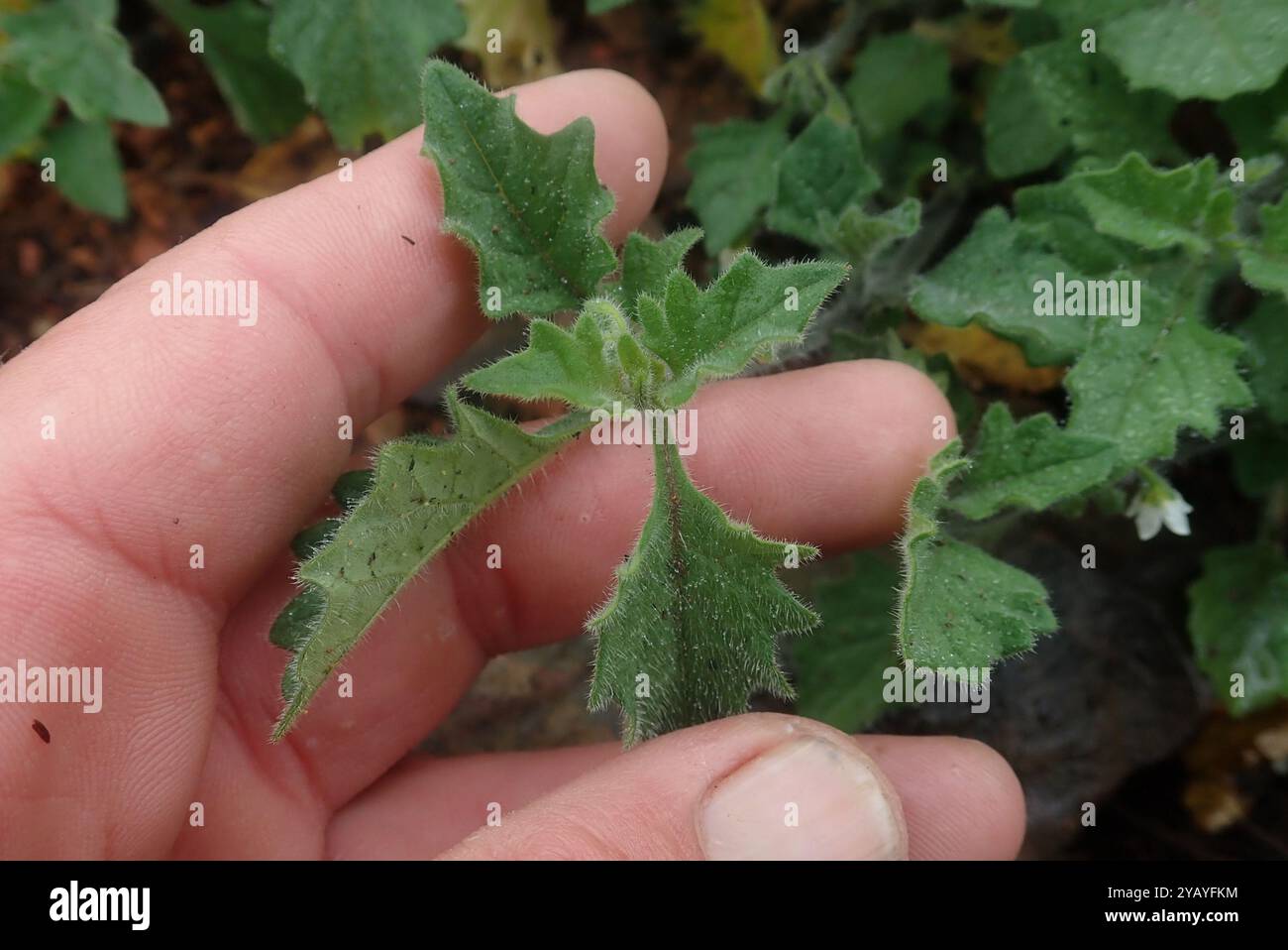 Wonderberry (Solanum retroflexum) Plantae Stock Photo - Alamy