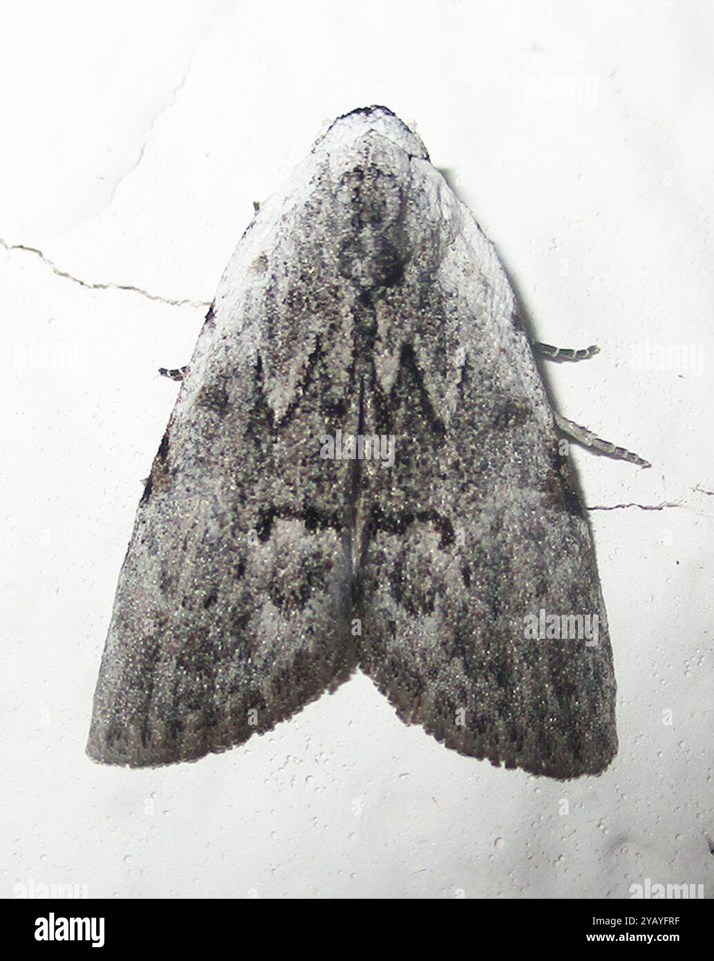 Owlet Moths and Allies (Noctuoidea) Insecta Stock Photo - Alamy