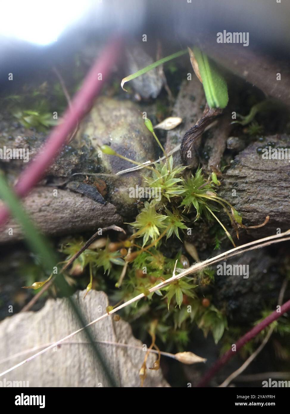 Common Pottia (Tortula truncata) Plantae Stock Photo - Alamy