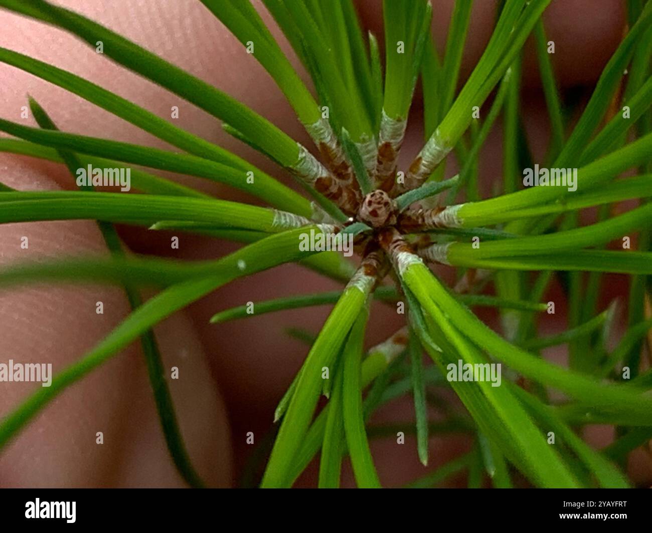 sand pine (Pinus clausa) Plantae Stock Photo - Alamy
