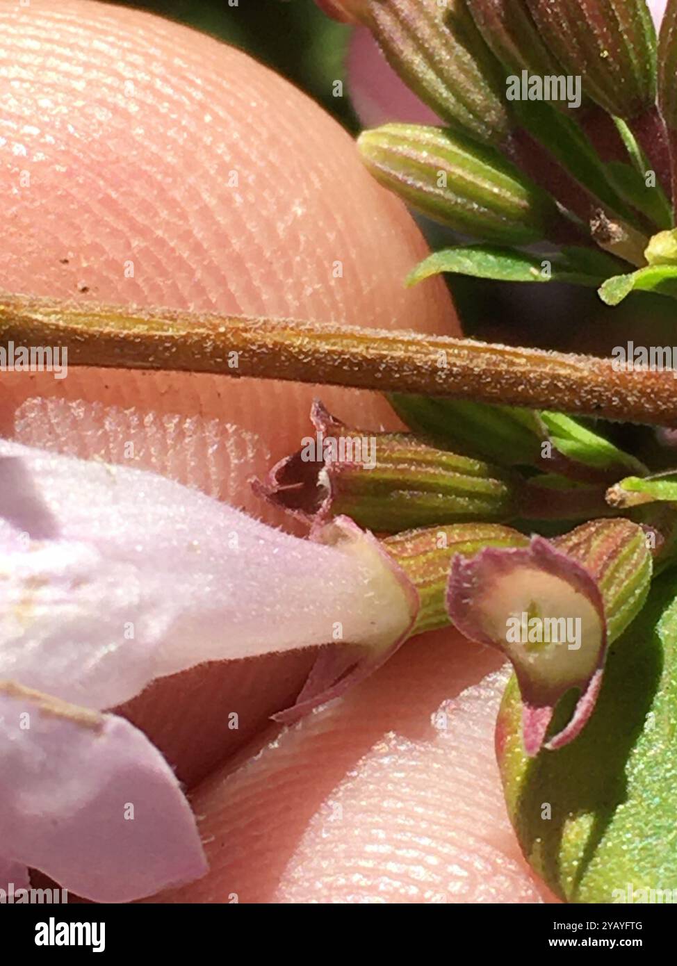 Georgia calamint (Clinopodium carolinianum) Plantae Stock Photo - Alamy