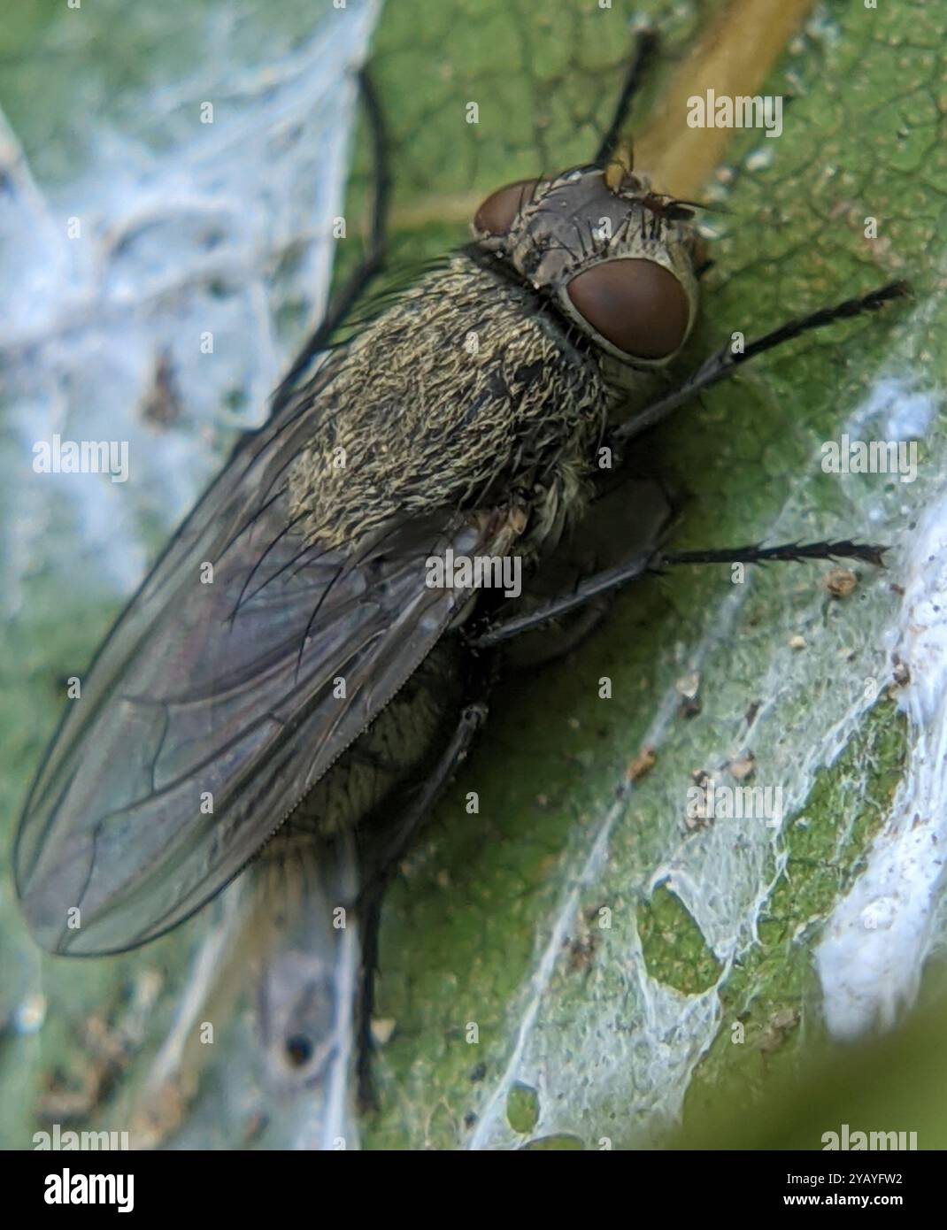 Cluster Flies (Pollenia) Insecta Stock Photo - Alamy