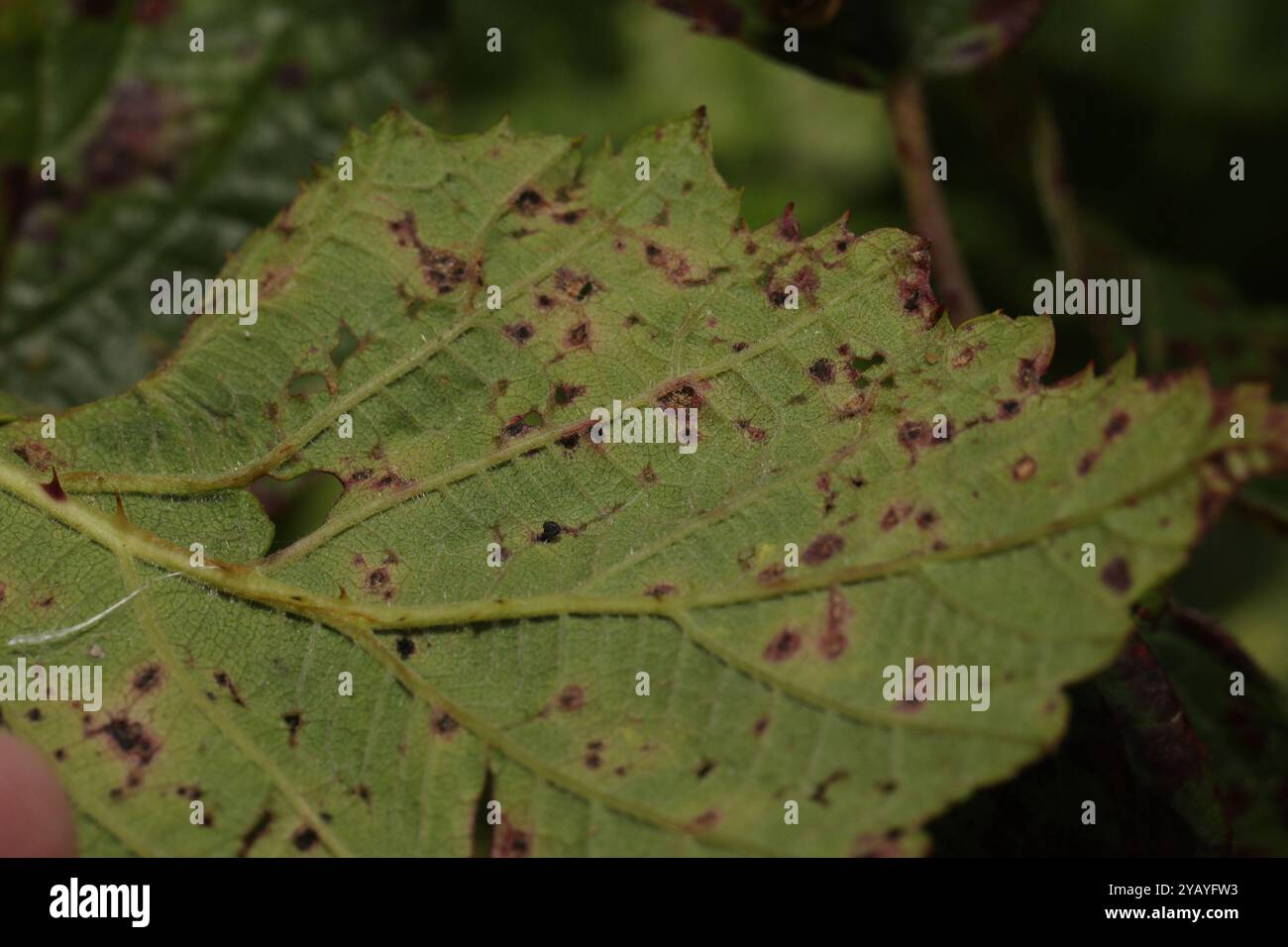Rubus rust (Phragmidium violaceum) Fungi Stock Photo - Alamy