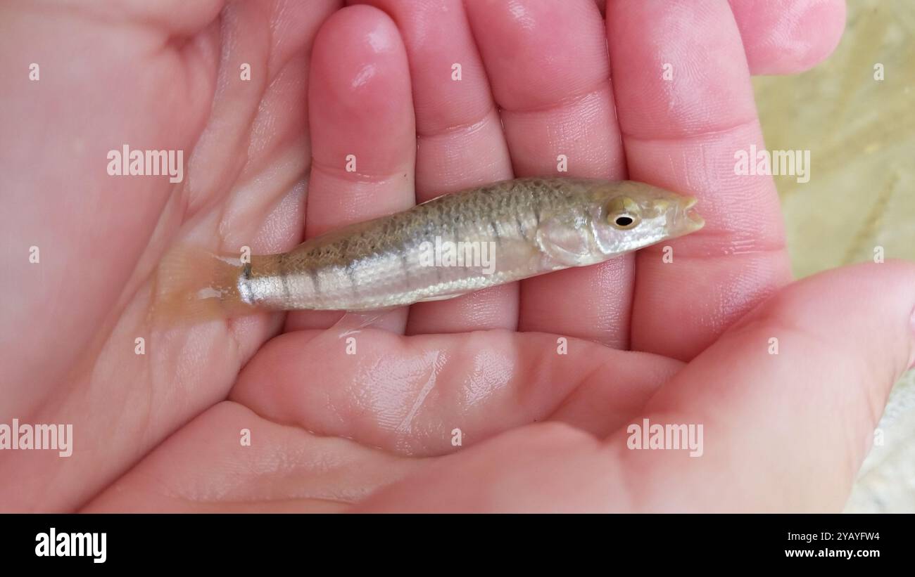 Striped Killifish (Fundulus majalis) Actinopterygii Stock Photo - Alamy