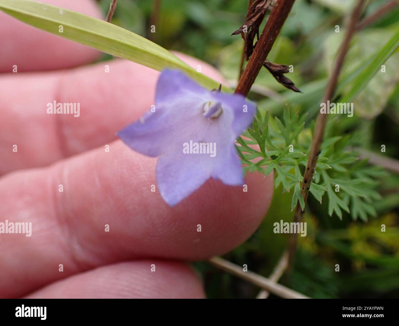 Common Harebell (Campanula rotundifolia) Plantae Stock Photo - Alamy