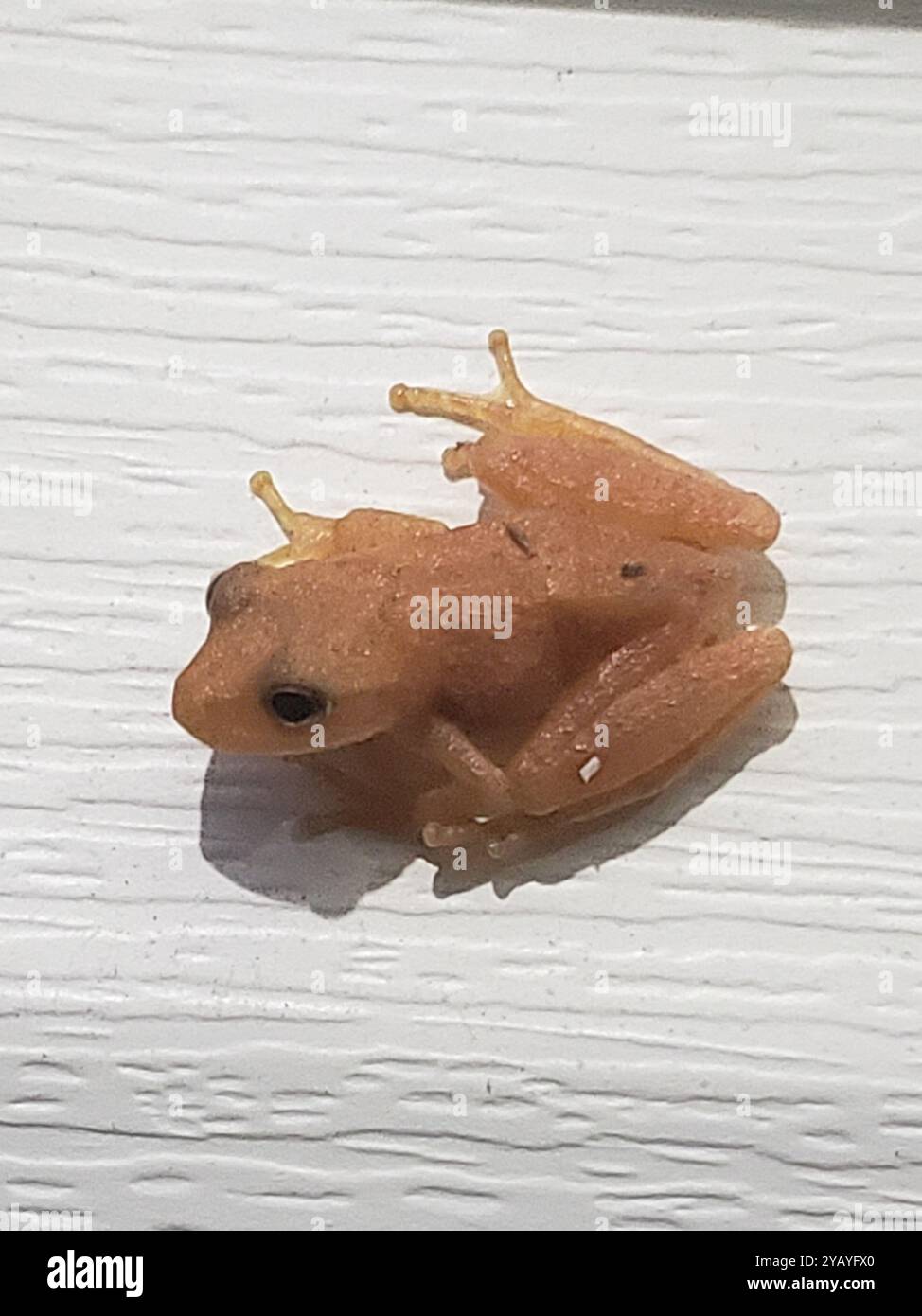 Holarctic Treefrogs (Hyla) Amphibia Stock Photo - Alamy