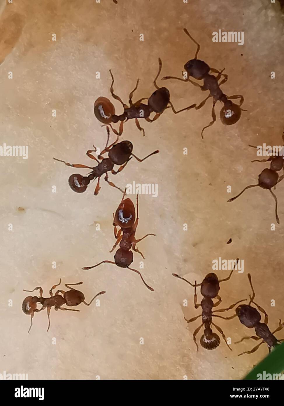 Woodland Red Ant (Myrmica ruginodis) Insecta Stock Photo - Alamy