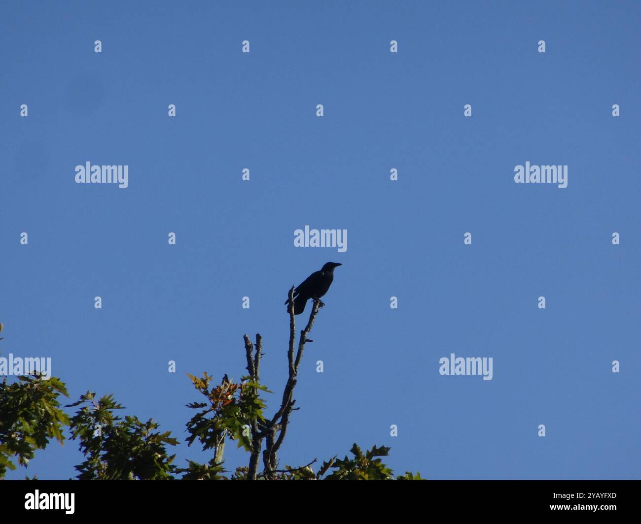 American Crow (Corvus brachyrhynchos) Aves Stock Photo - Alamy