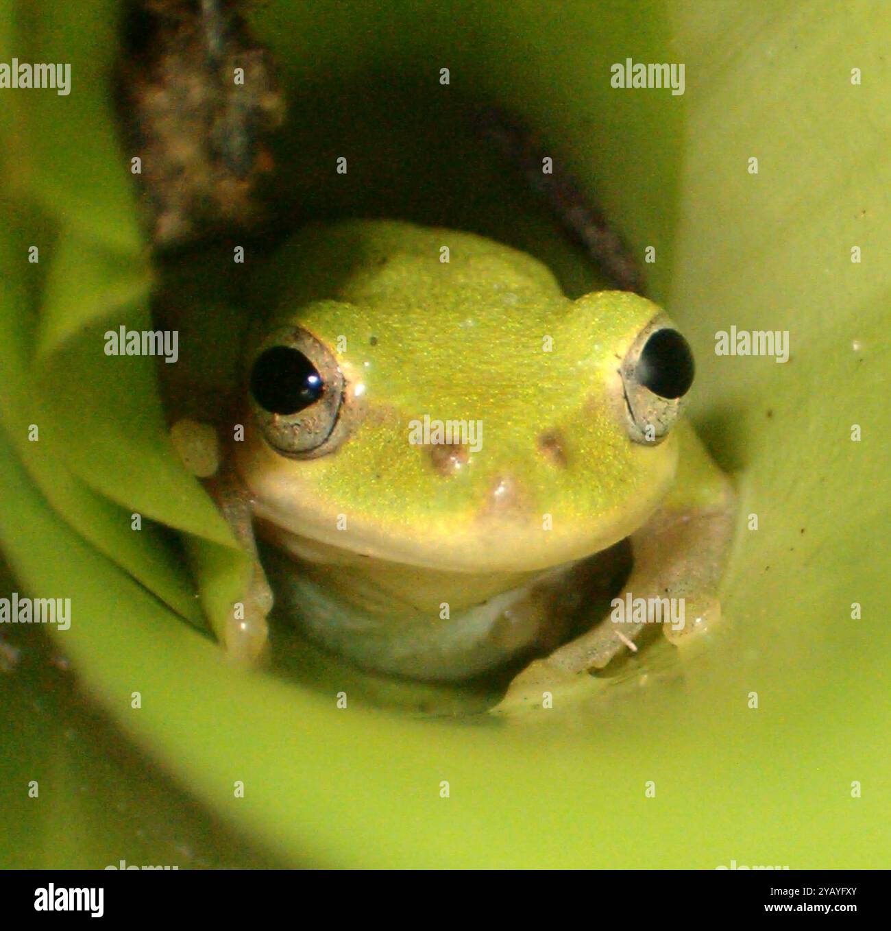 Squirrel Treefrog (Hyla squirella) Amphibia Stock Photo - Alamy