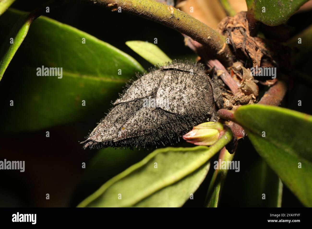 Rhododendron Blight (Seifertia azaleae) Fungi Stock Photo - Alamy