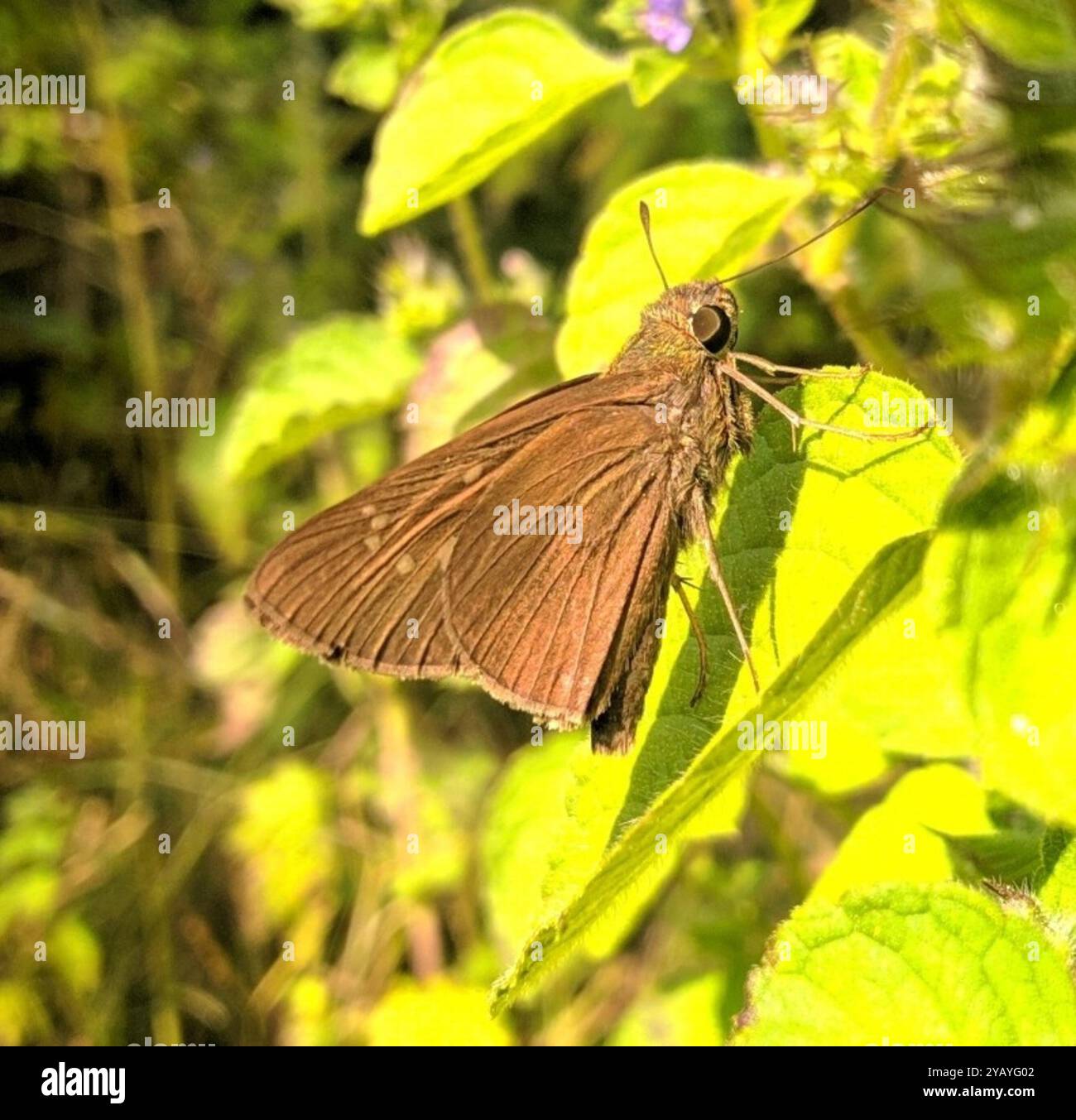 Paintbrush Swift (Baoris farri) Insecta Stock Photo - Alamy