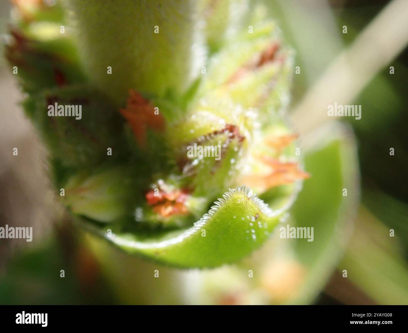 (Crassula capitella nodulosa) Plantae Stock Photo - Alamy