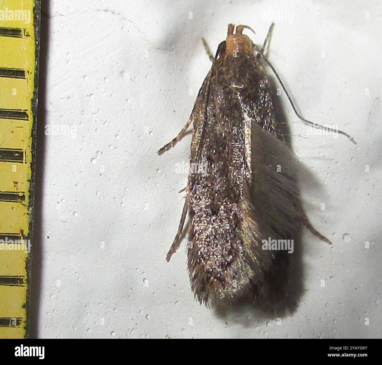 Curved-horn Moths (Gelechioidea) Insecta Stock Photo - Alamy