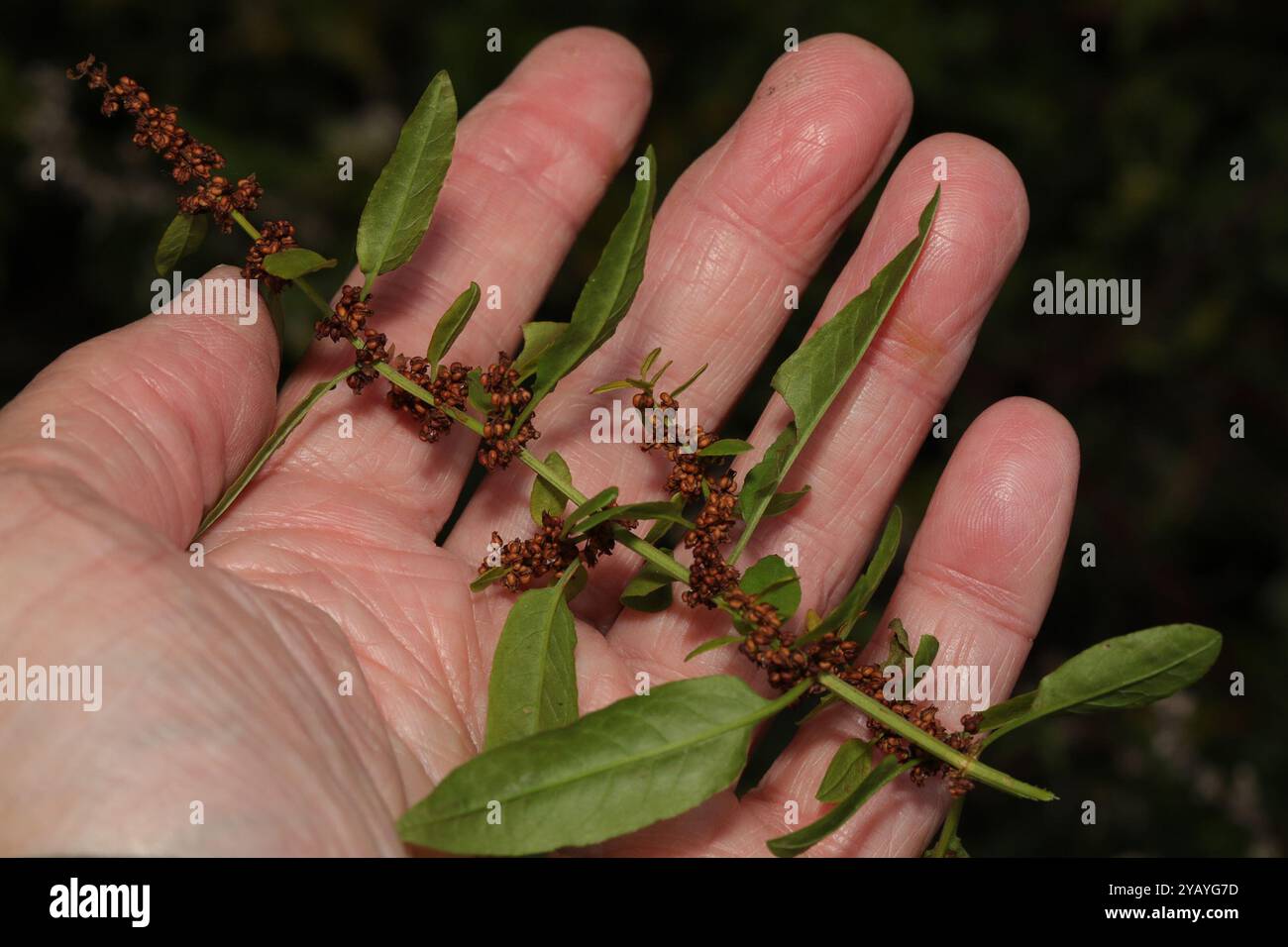 Clustered Dock (Rumex conglomeratus) Plantae Stock Photo - Alamy