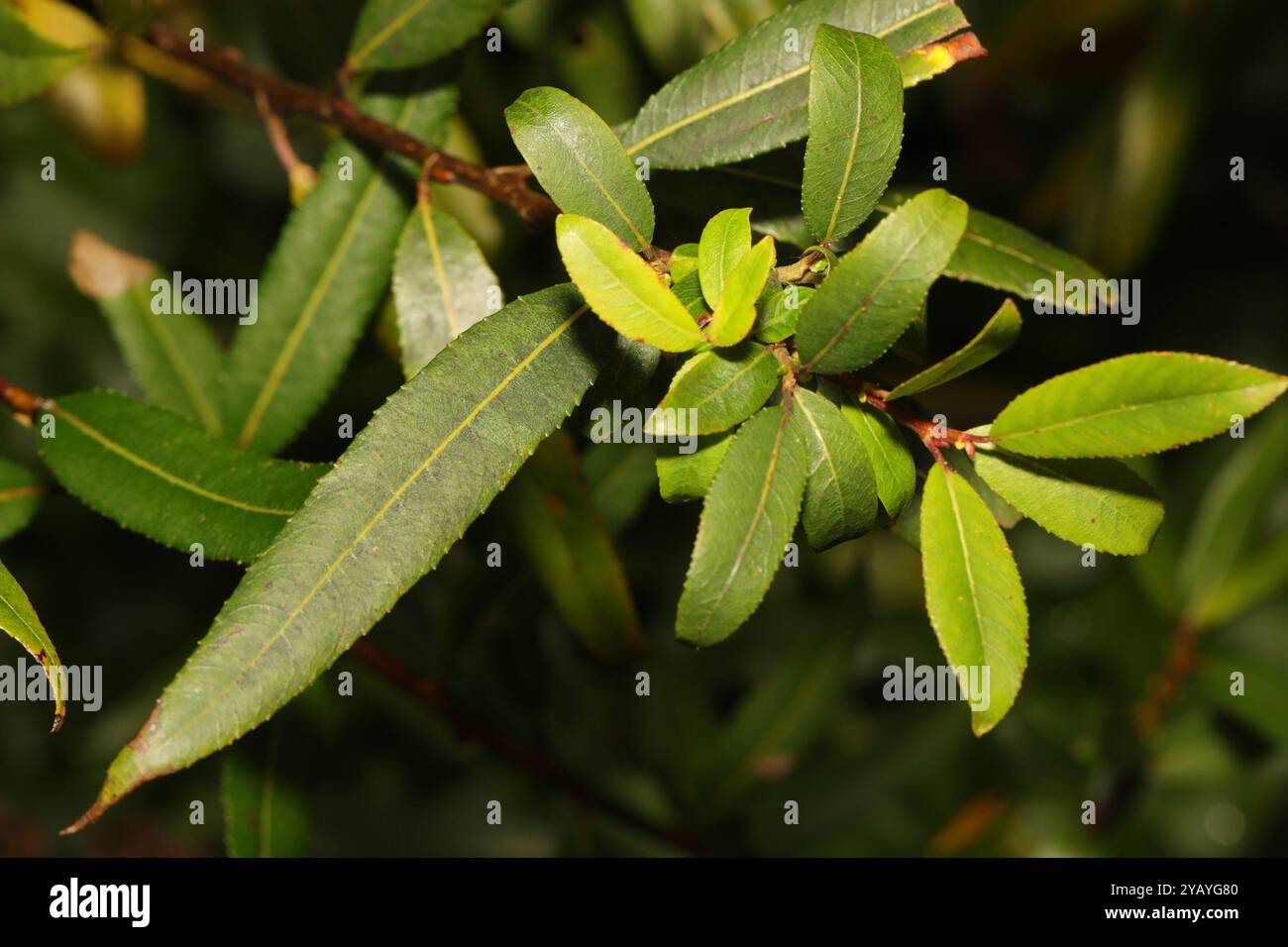Almond Willow (Salix triandra) Plantae Stock Photo - Alamy