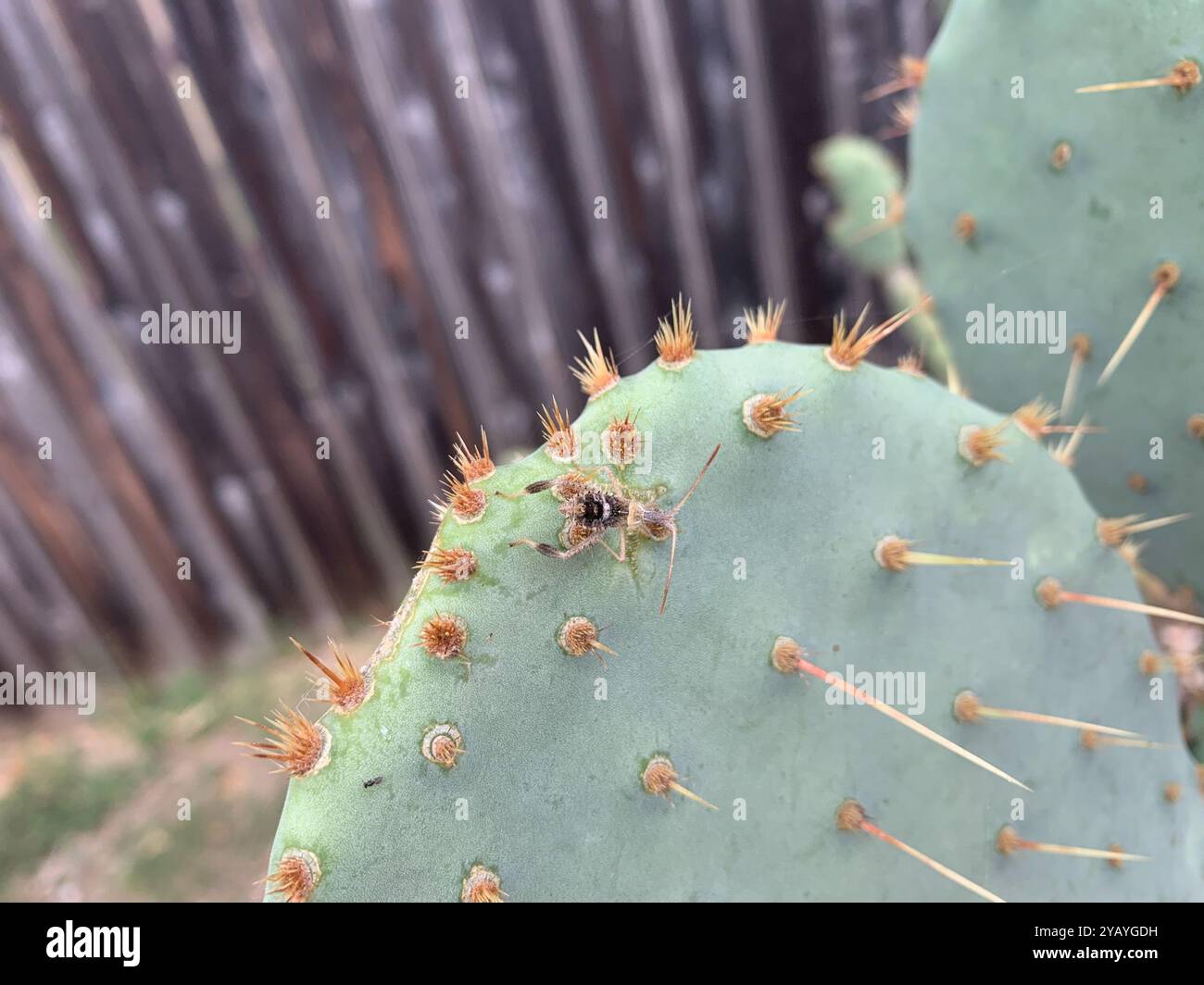 Leaf-footed Bugs and Allies (Coreoidea) Insecta Stock Photo - Alamy