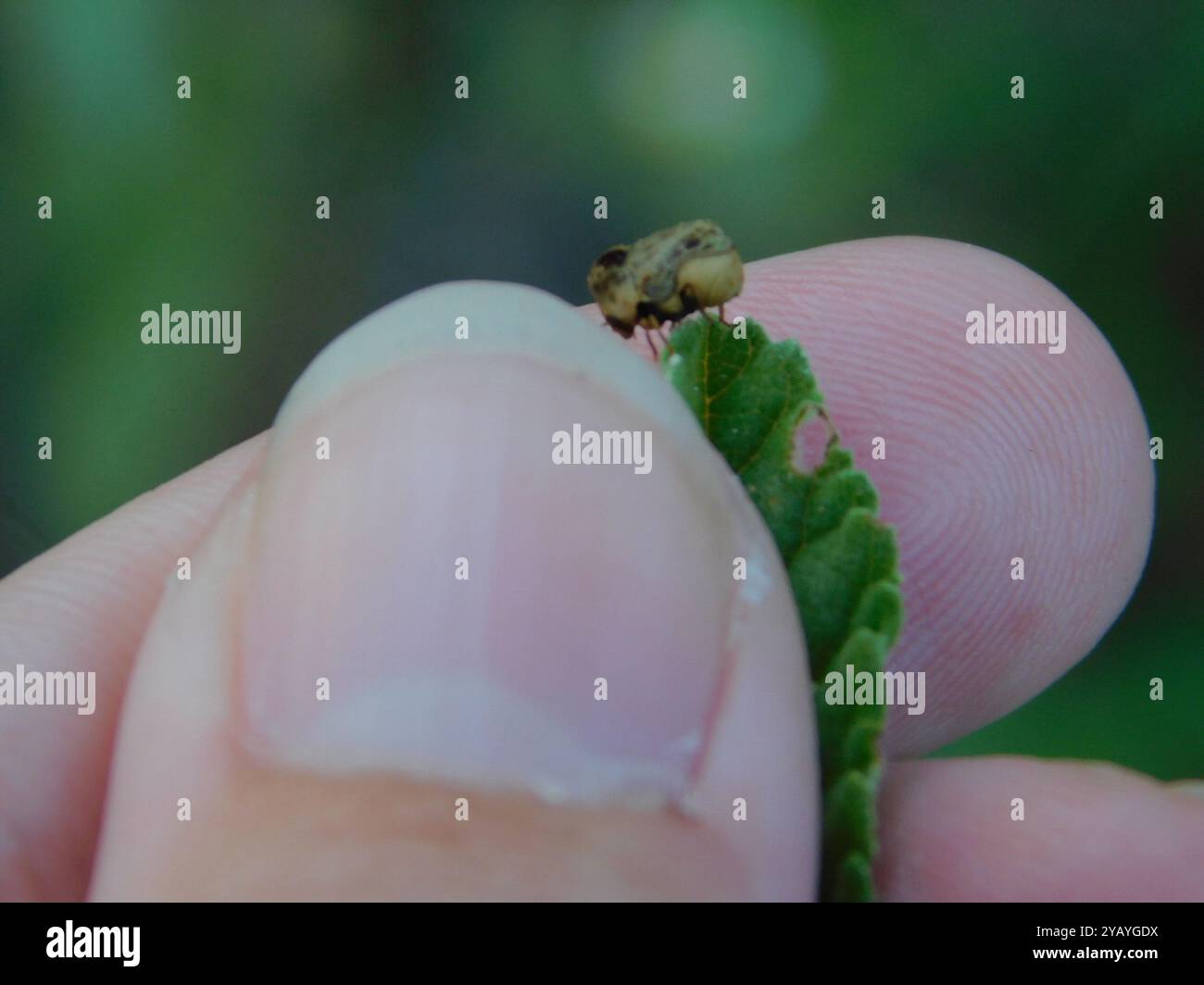 Warty leaf beetles hi-res stock photography and images - Alamy