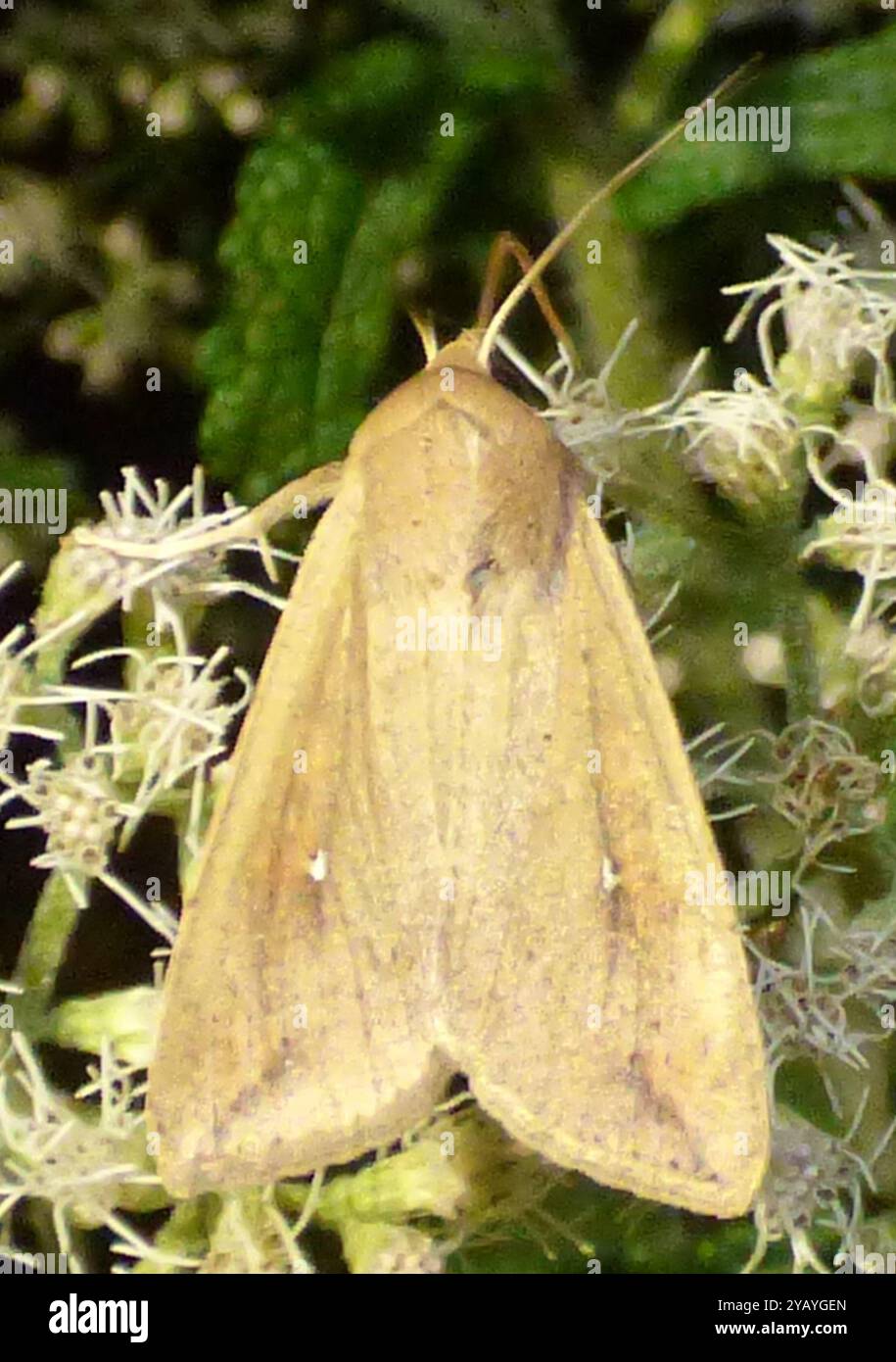 White-speck Moth (Mythimna unipuncta) Insecta Stock Photo - Alamy
