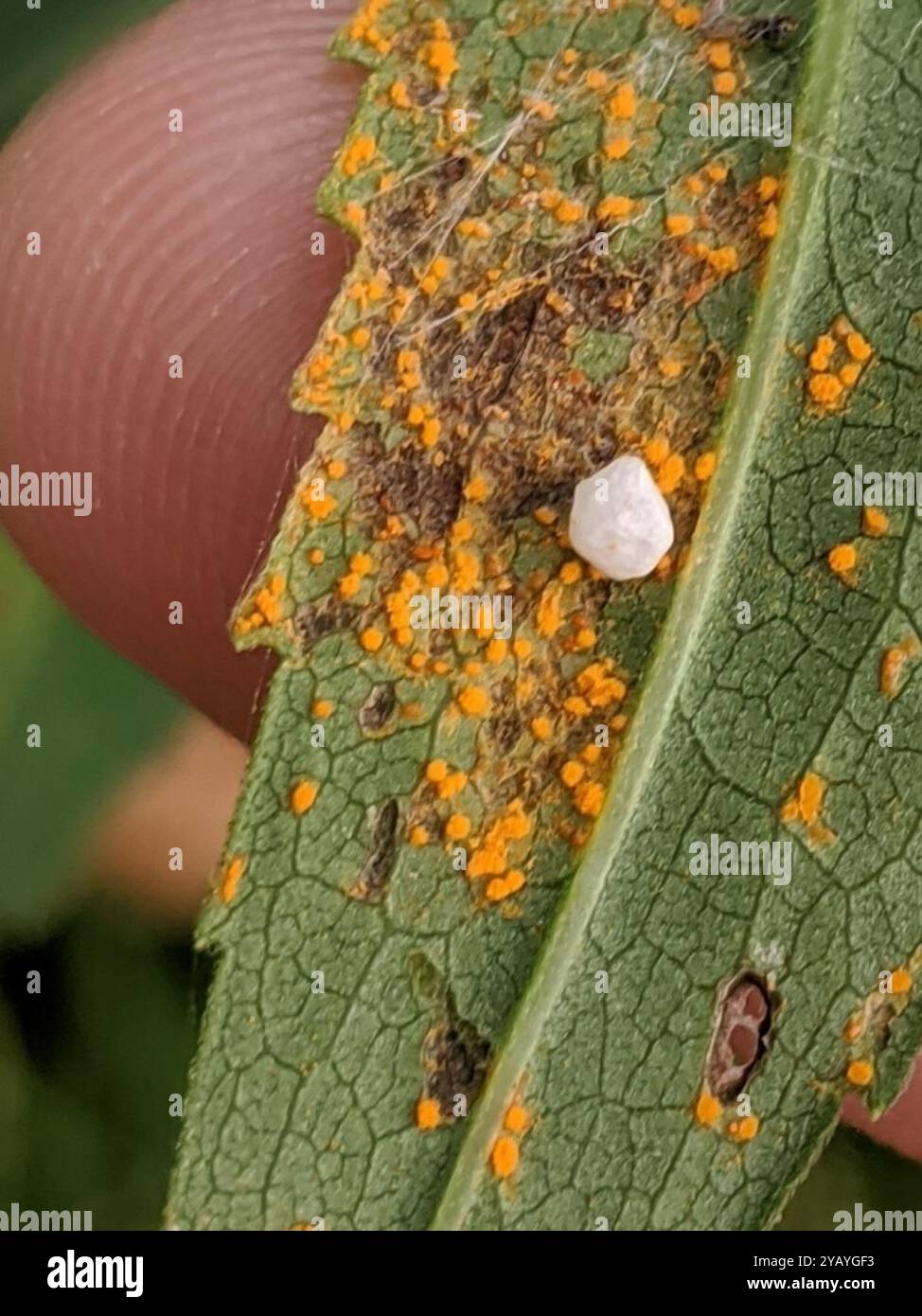 rust fungi (Pucciniales) Fungi Stock Photo - Alamy