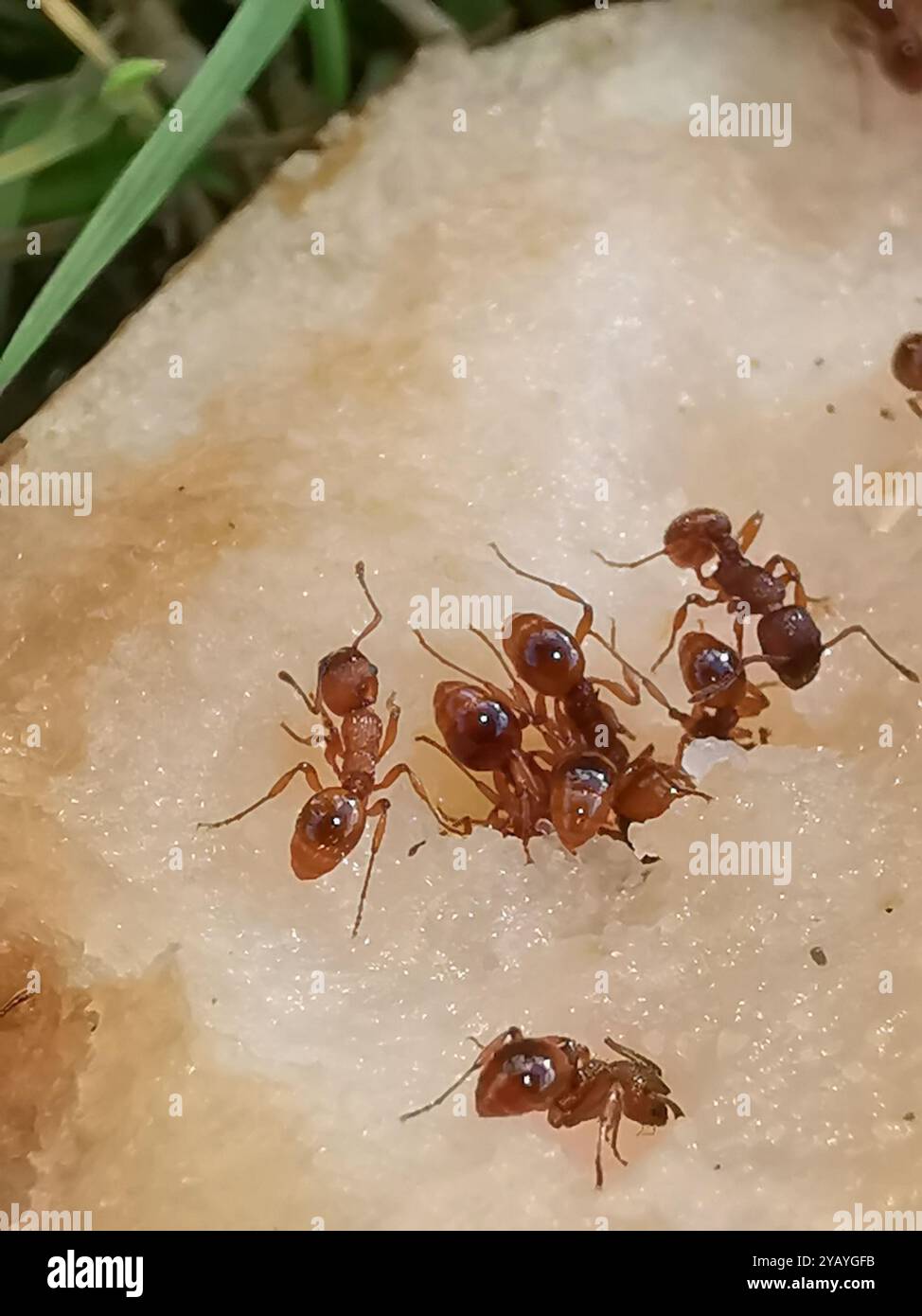 Woodland Red Ant (Myrmica ruginodis) Insecta Stock Photo - Alamy