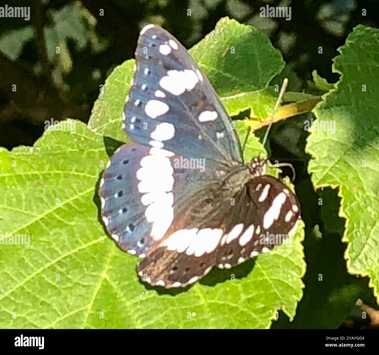 Southern White Admiral (Limenitis reducta) Insecta Stock Photo - Alamy