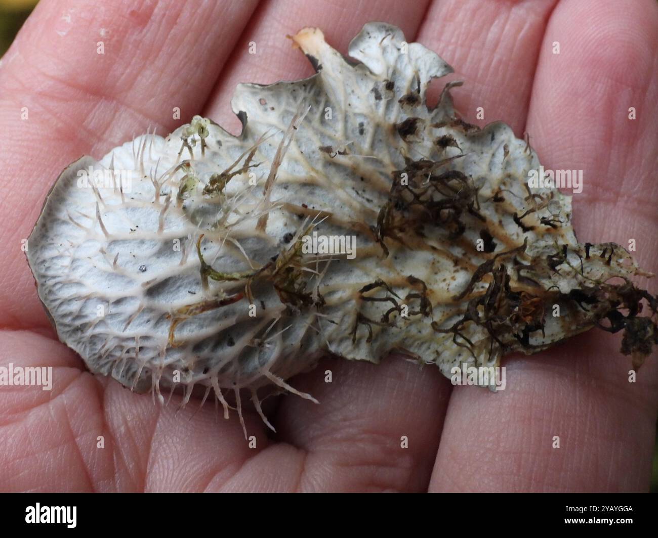 scaly pelt lichen (Peltigera praetextata) Fungi Stock Photo - Alamy