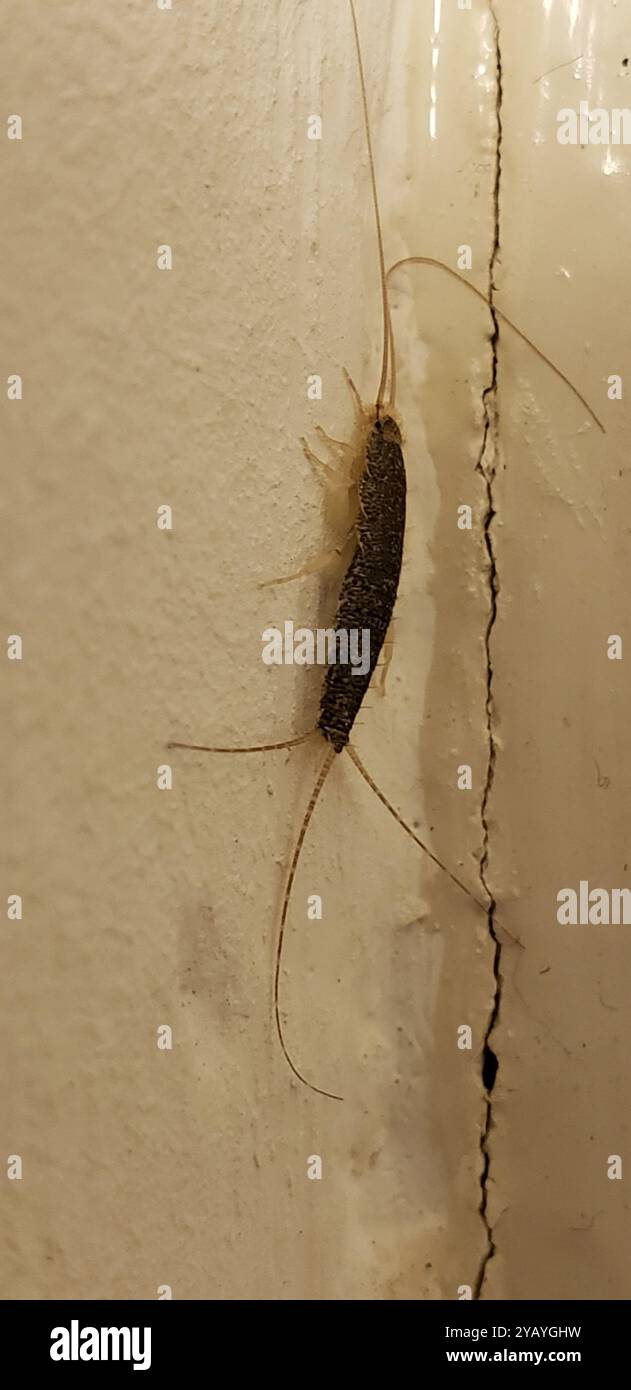 Long-tailed Silverfish (Ctenolepisma longicaudatum) Insecta Stock Photo ...