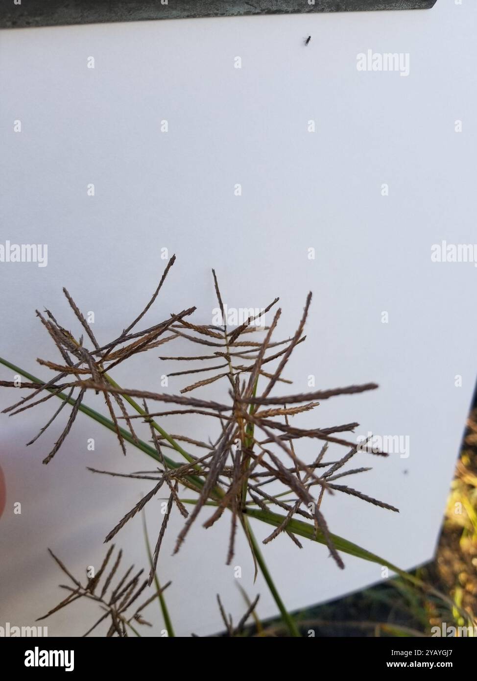 Purple nutsedge (Cyperus rotundus) Plantae Stock Photo - Alamy