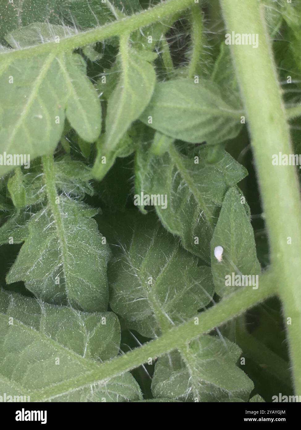 Whiteflies (Aleyrodidae) Insecta Stock Photo - Alamy