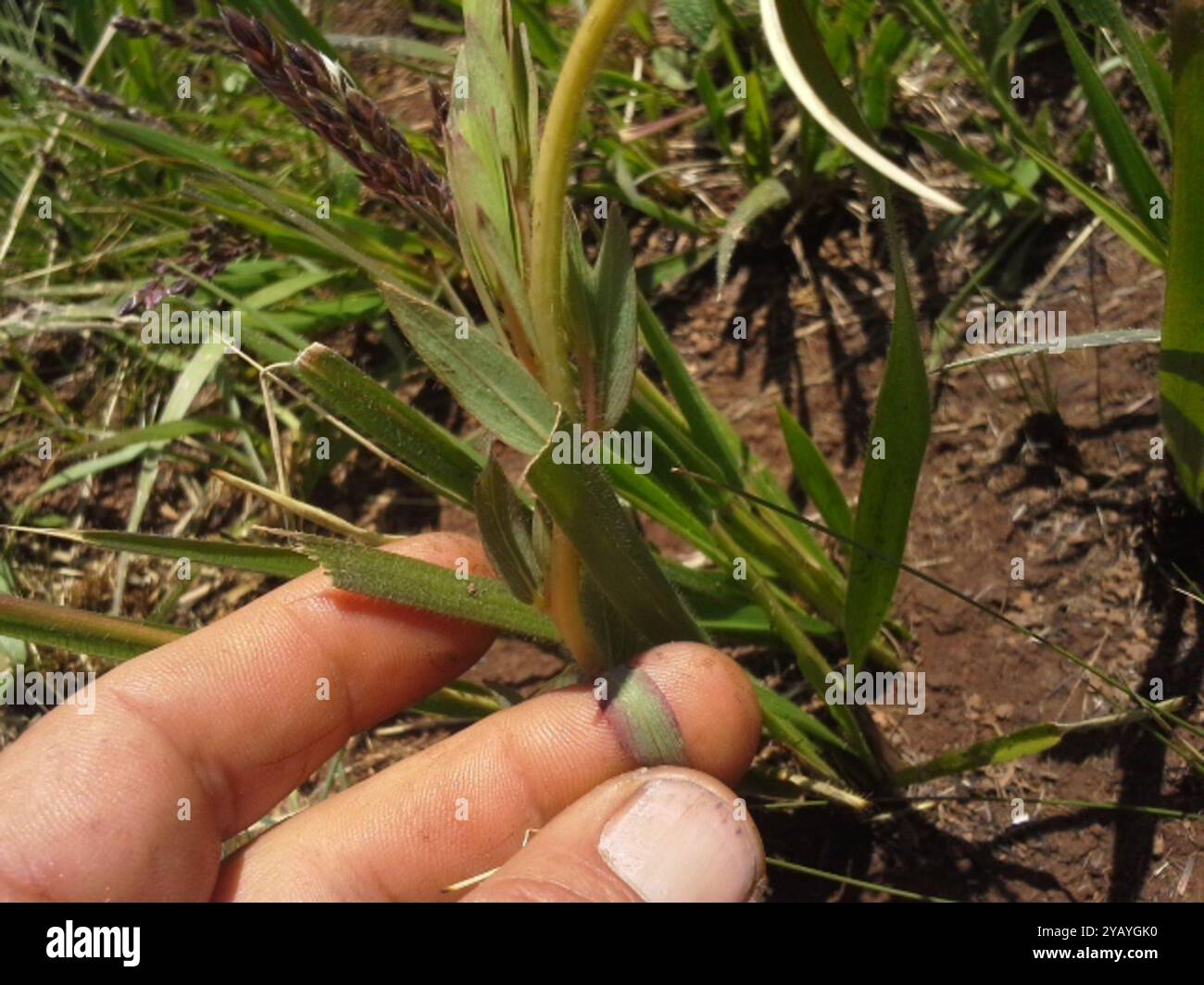 Yellowhead Curryflower (Lasiosiphon kraussianus) Plantae Stock Photo ...