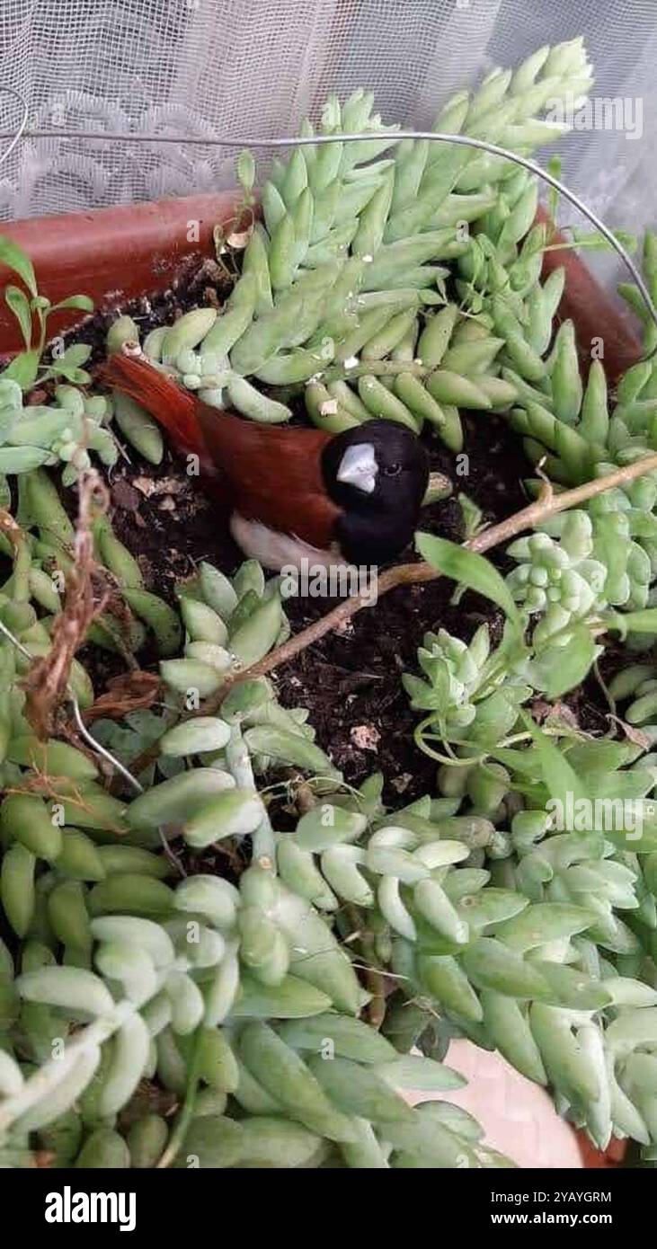 Tricolored Munia (Lonchura malacca) Aves Stock Photo - Alamy
