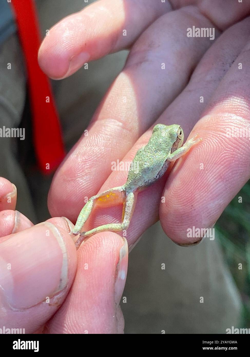 Pine Woods Tree Frog (Hyla femoralis) Amphibia Stock Photo - Alamy