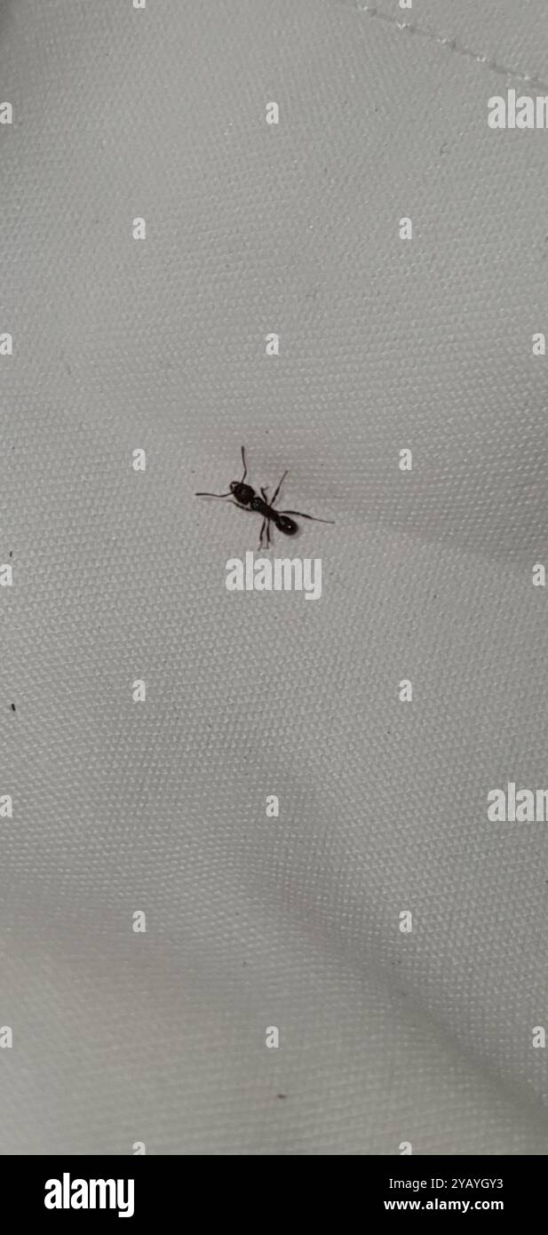 Pony Ants (Rhytidoponera) Insecta Stock Photo - Alamy