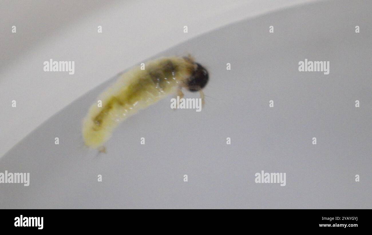 Mortarjoint Casemaker Caddisflies (Odontoceridae) Insecta Stock Photo ...