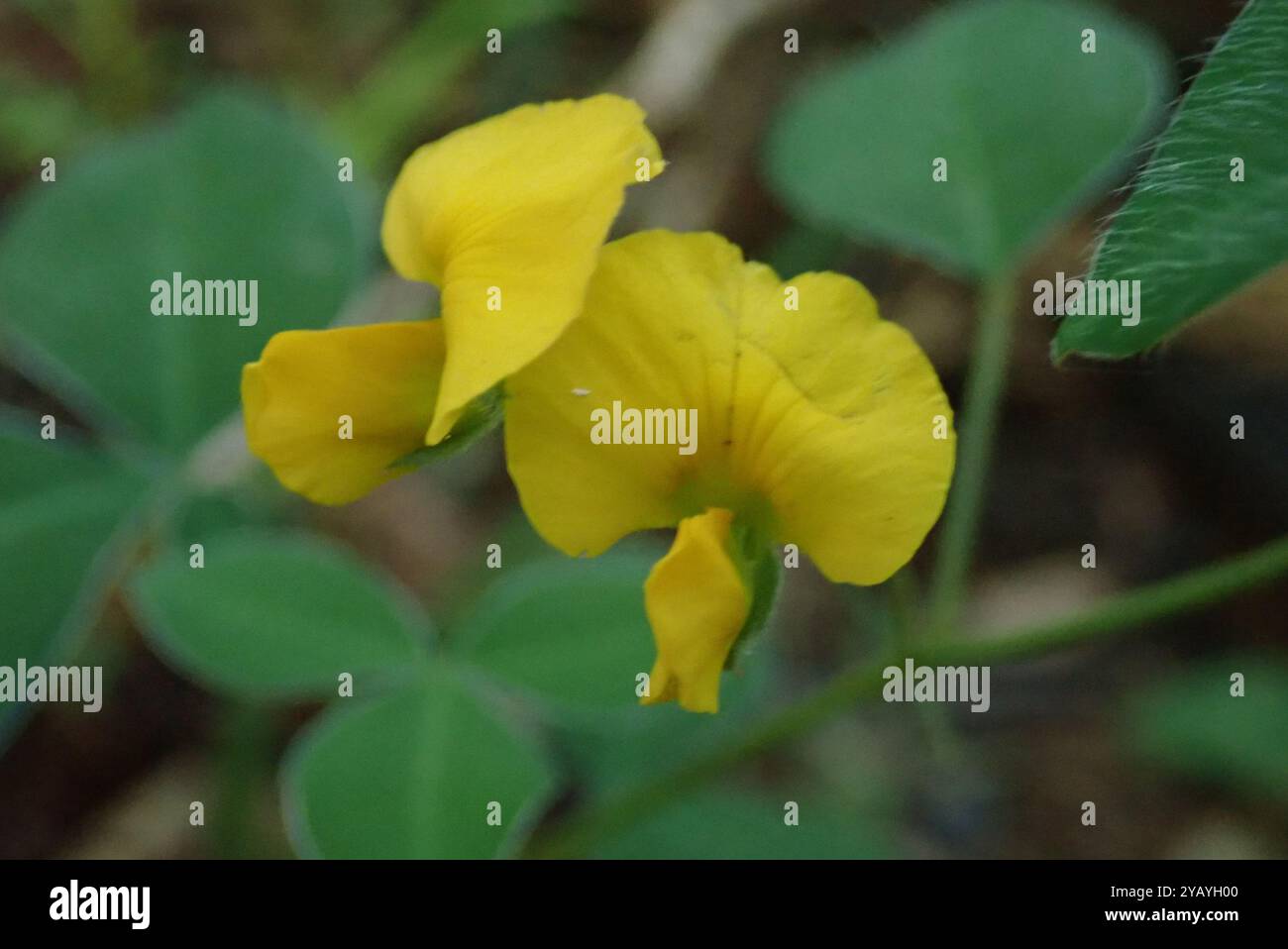 Velvet Silverpod (Argyrolobium tomentosum) Plantae Stock Photo - Alamy